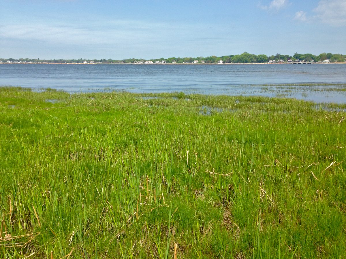 How Will Sea Level Rise-Driven Shifts in Wetland Vegetation Alter ...